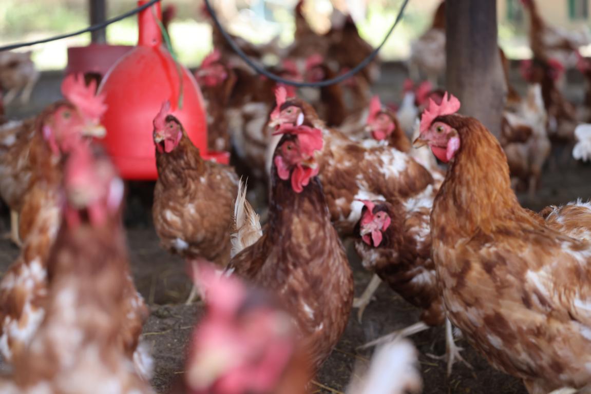 Agro Business - MSU Enterprises